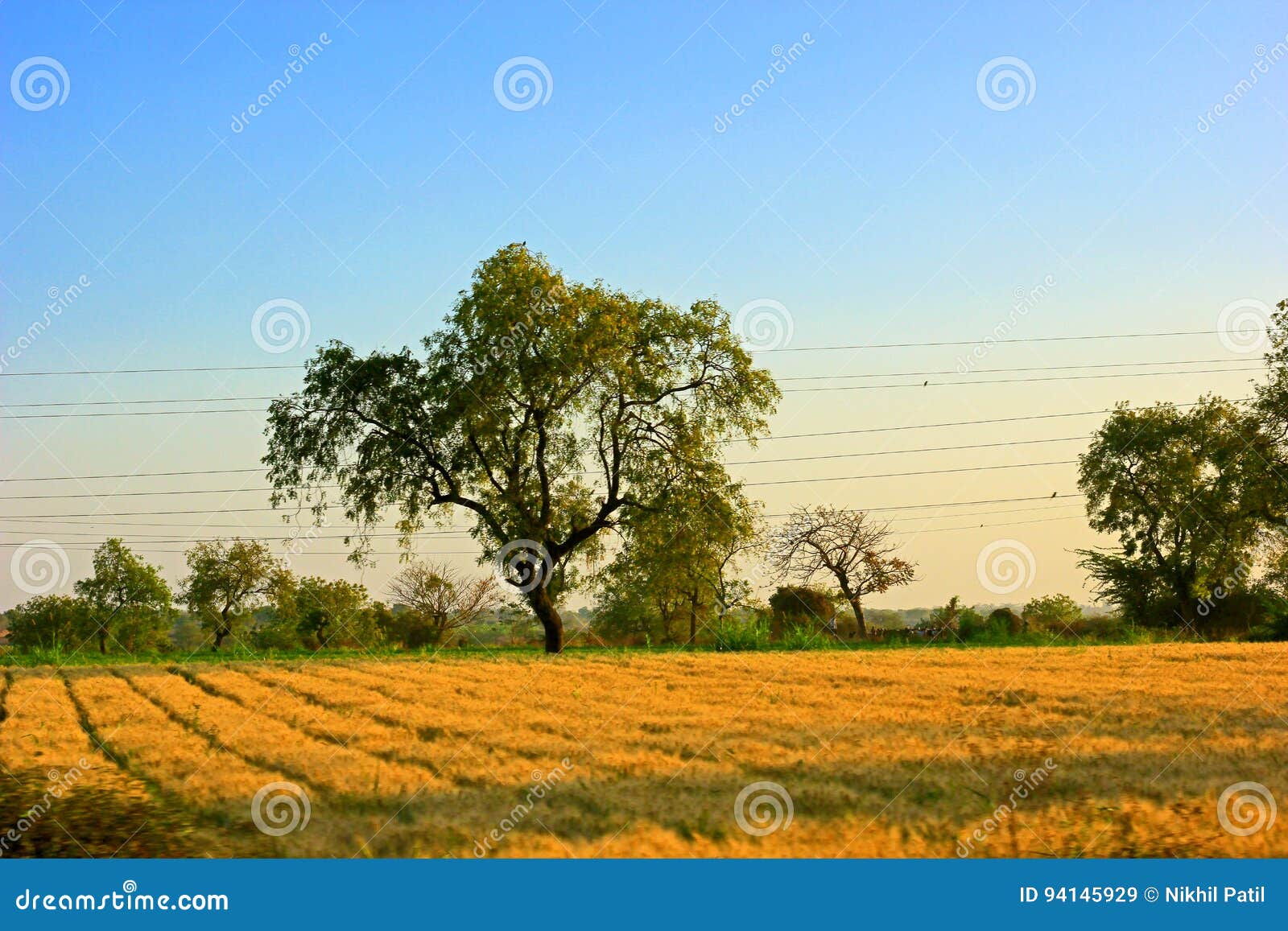 Indian Farm stock image. Image of groundnut, farm, grow - 94145929