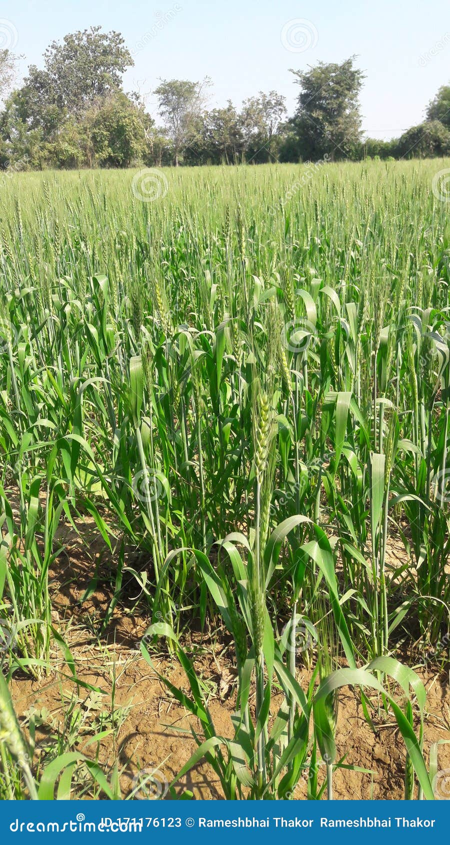 Indian Farmar of Weit Agricalchar Photos Stock Image - Image of indian ...