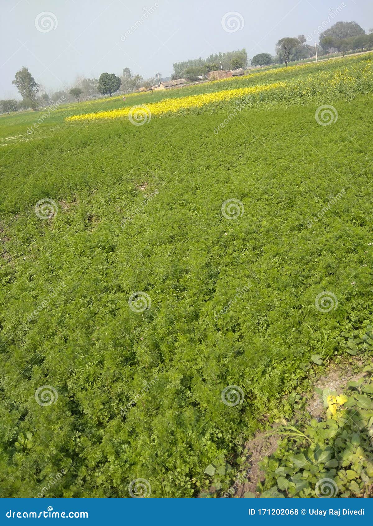 This is a Indian Farme .farme in Coriander Stock Photo - Image of small ...