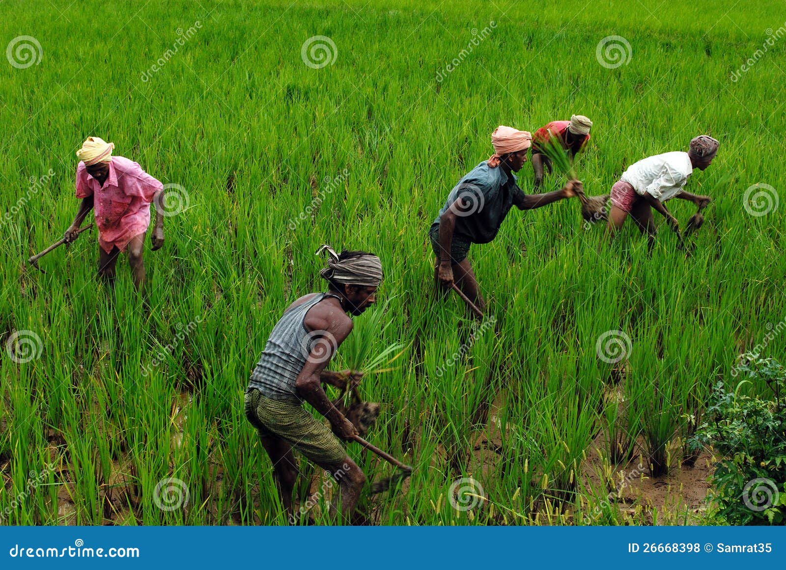 Indian Farmer editorial stock photo. Image of work, issue - 26668398