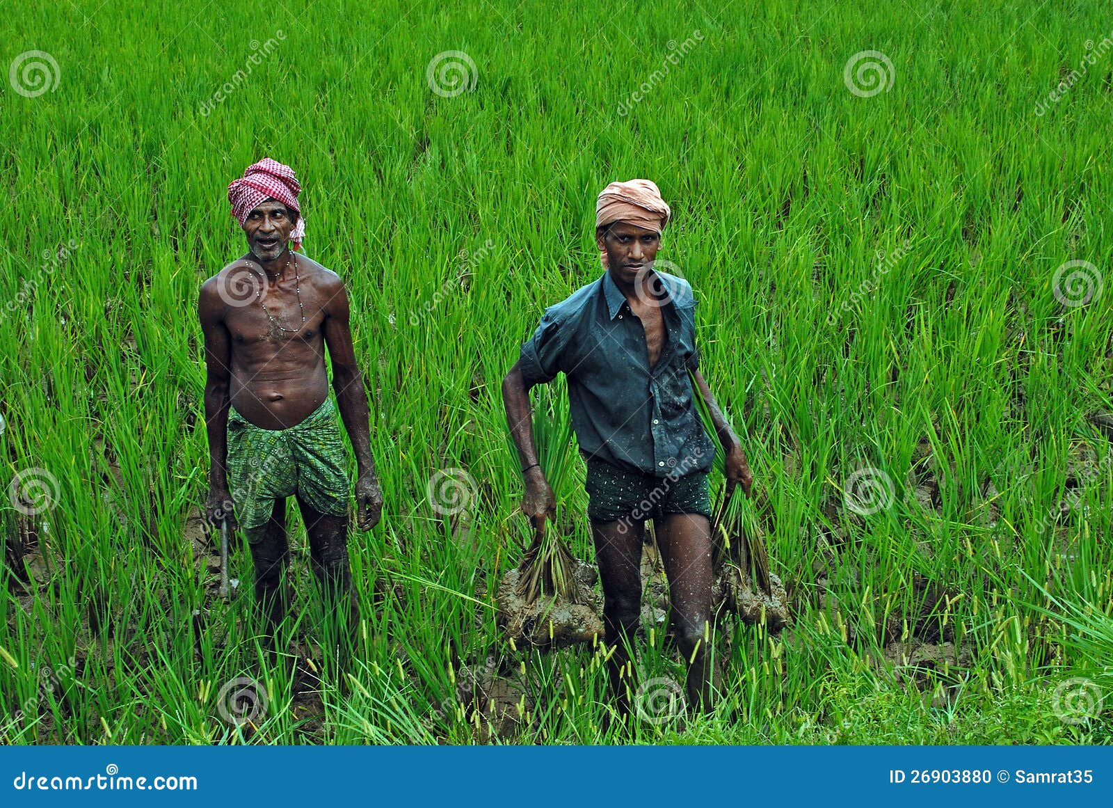 Indian Farmer editorial image. Image of asia, work, editorial - 26903880