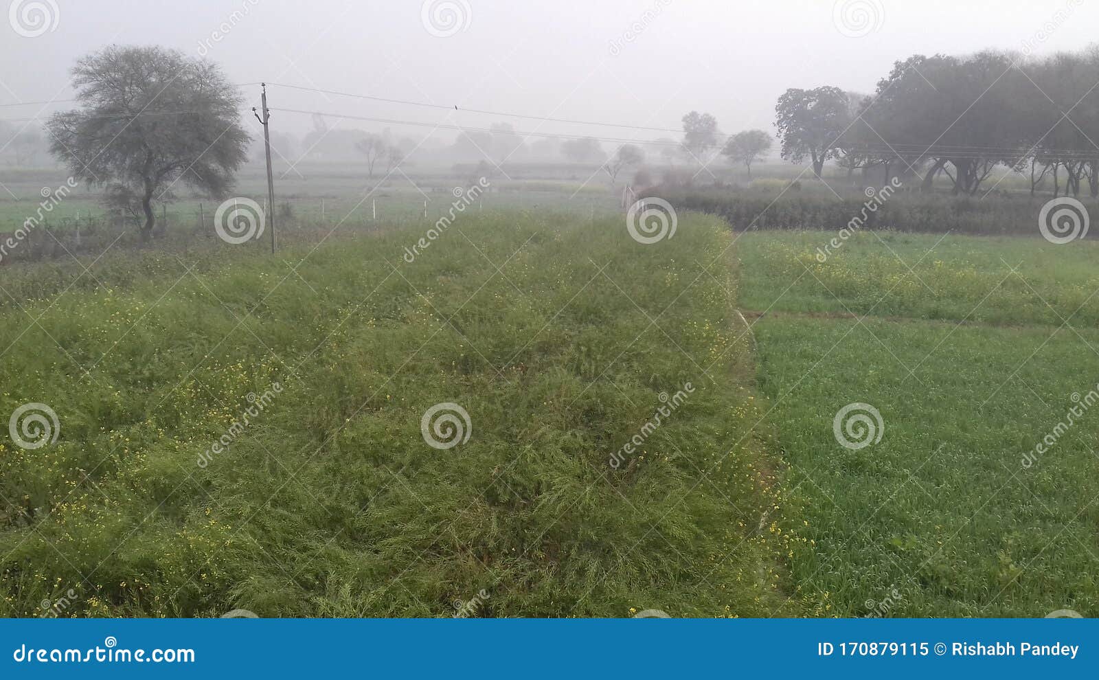 Indian Farmer Crops Wheat and Mustard Stock Image - Image of flowers ...