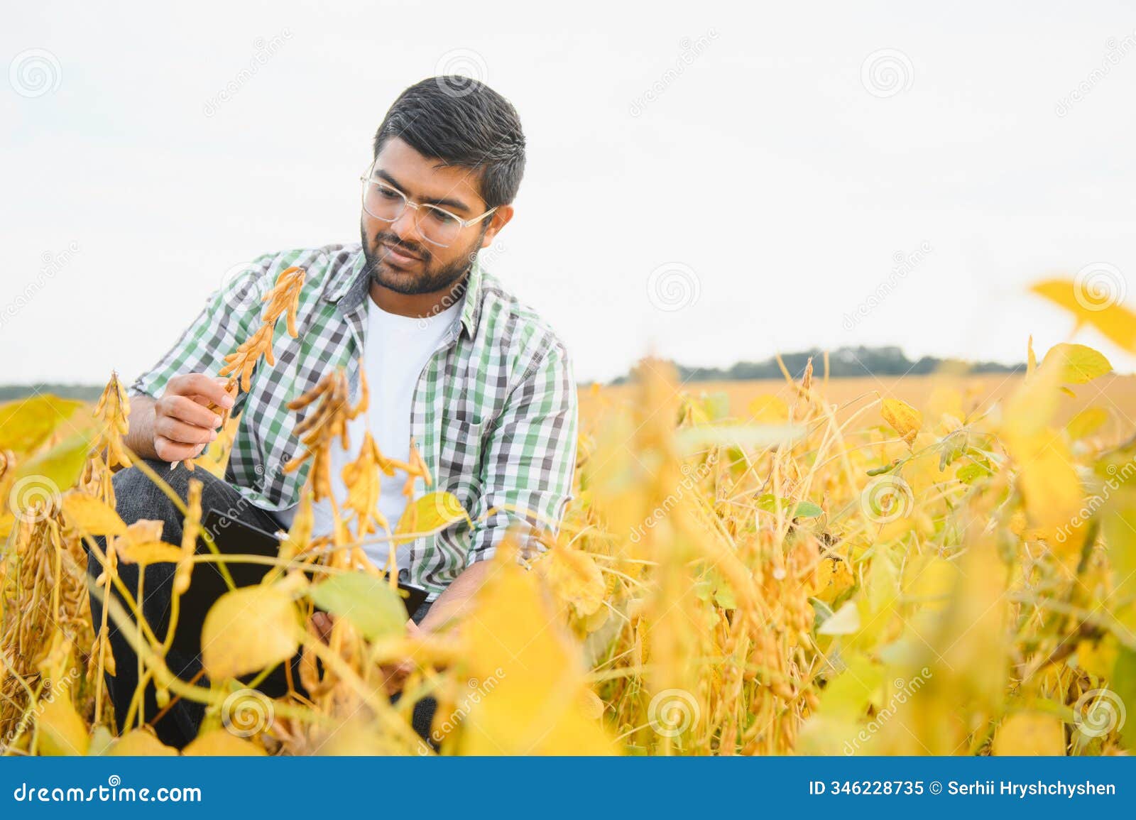 Indian Farmer at Farm Field. Soybean Field Stock Image - Image of ...