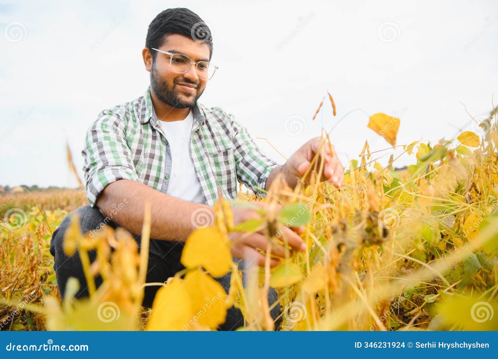 Indian Farmer at Farm Field. Soybean Field Stock Photo - Image of ...