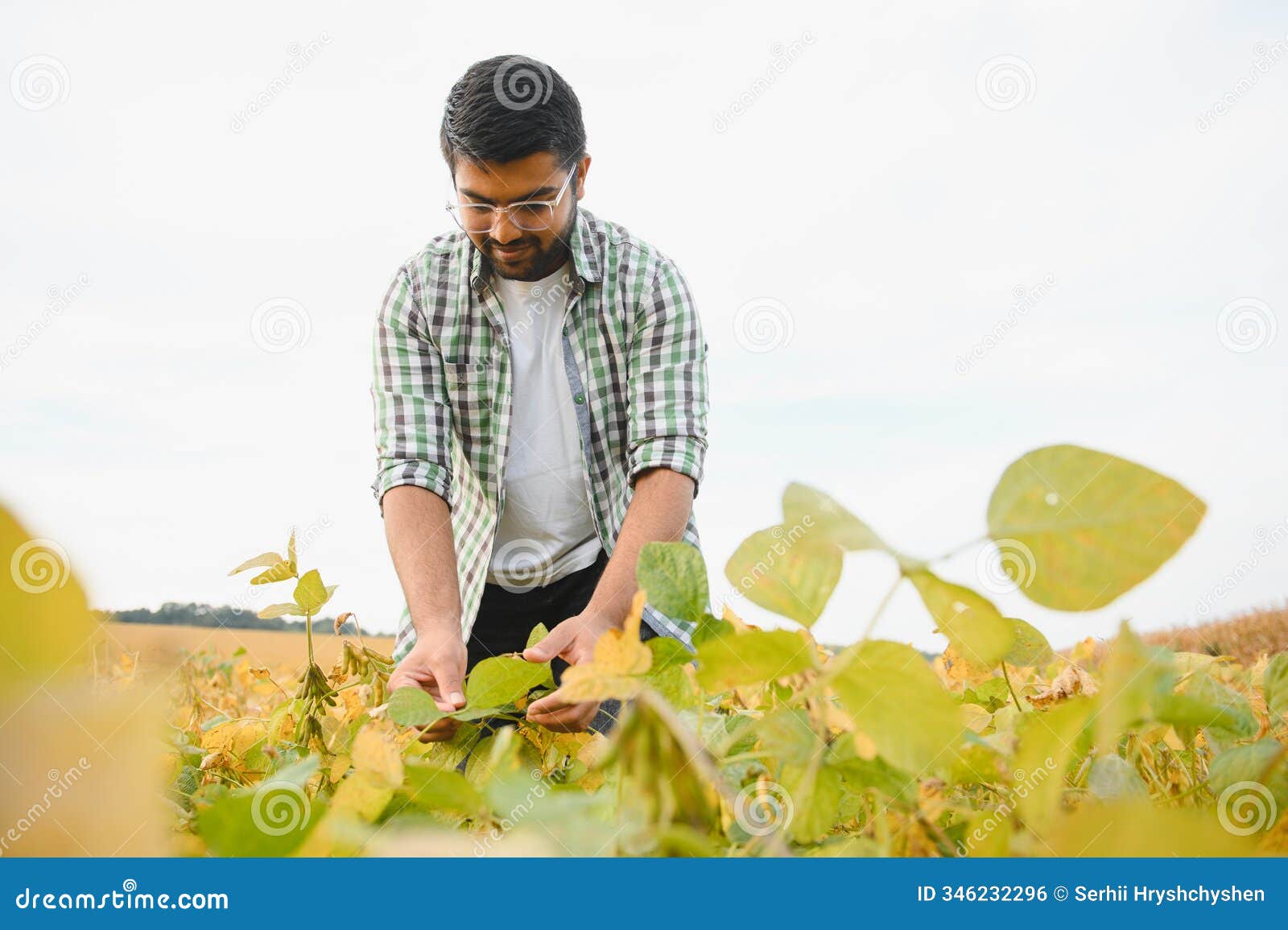 Indian Farmer at Farm Field. Soybean Field Stock Photo - Image of bean ...
