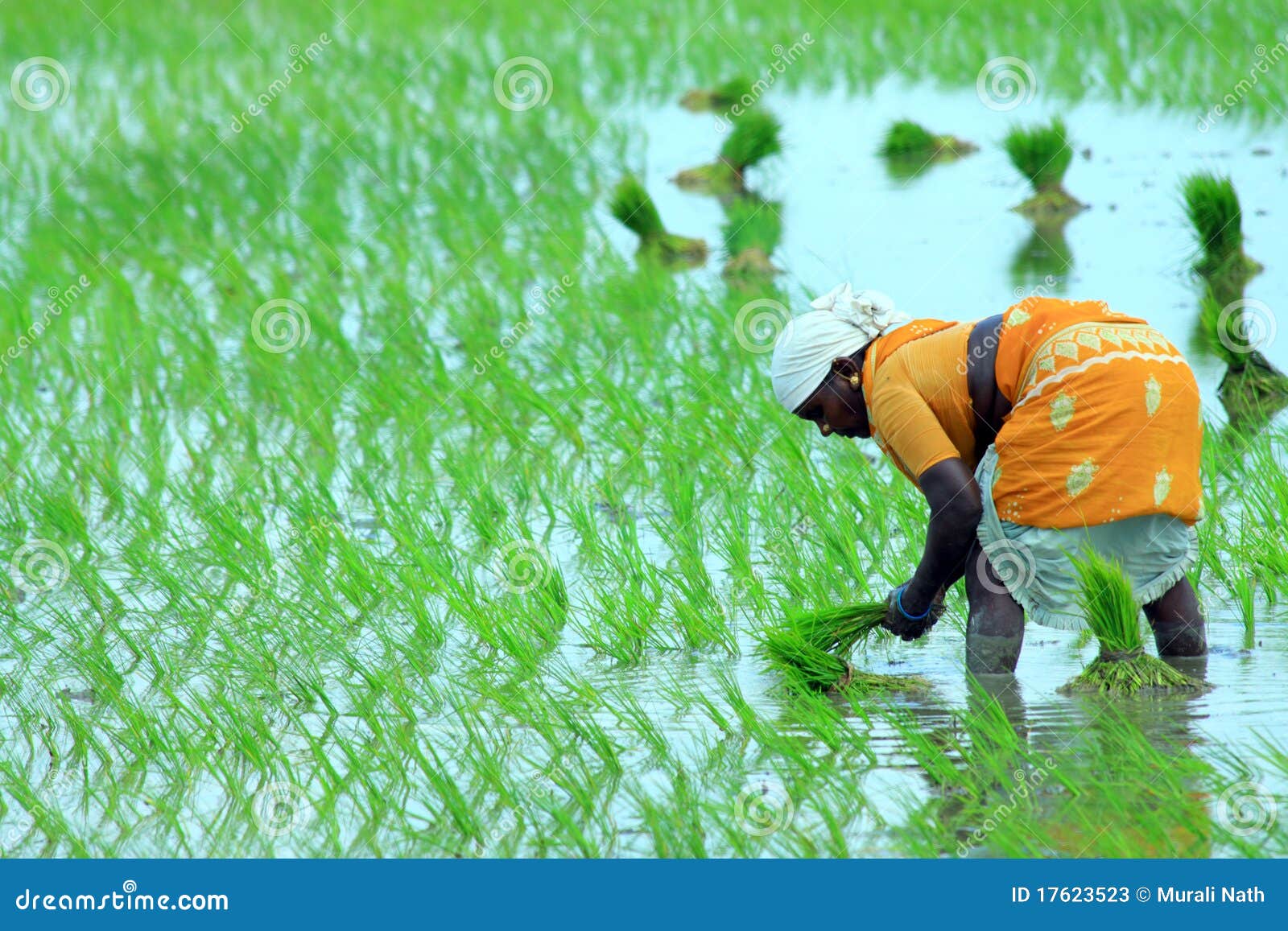Indian farmer on Field stock image. Image of nature, grow - 17623523