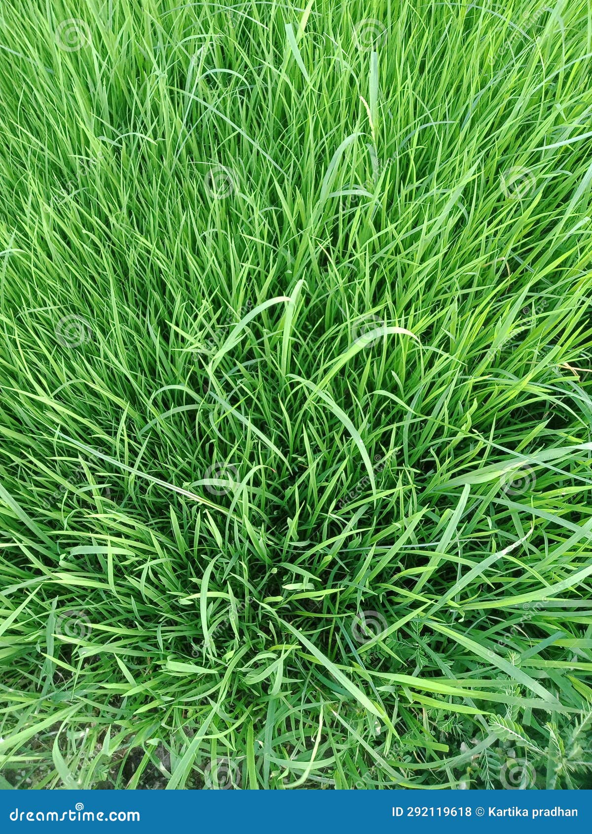 Indian Farmer Field Photo. Beautiful , Super Stock Photo - Image of ...