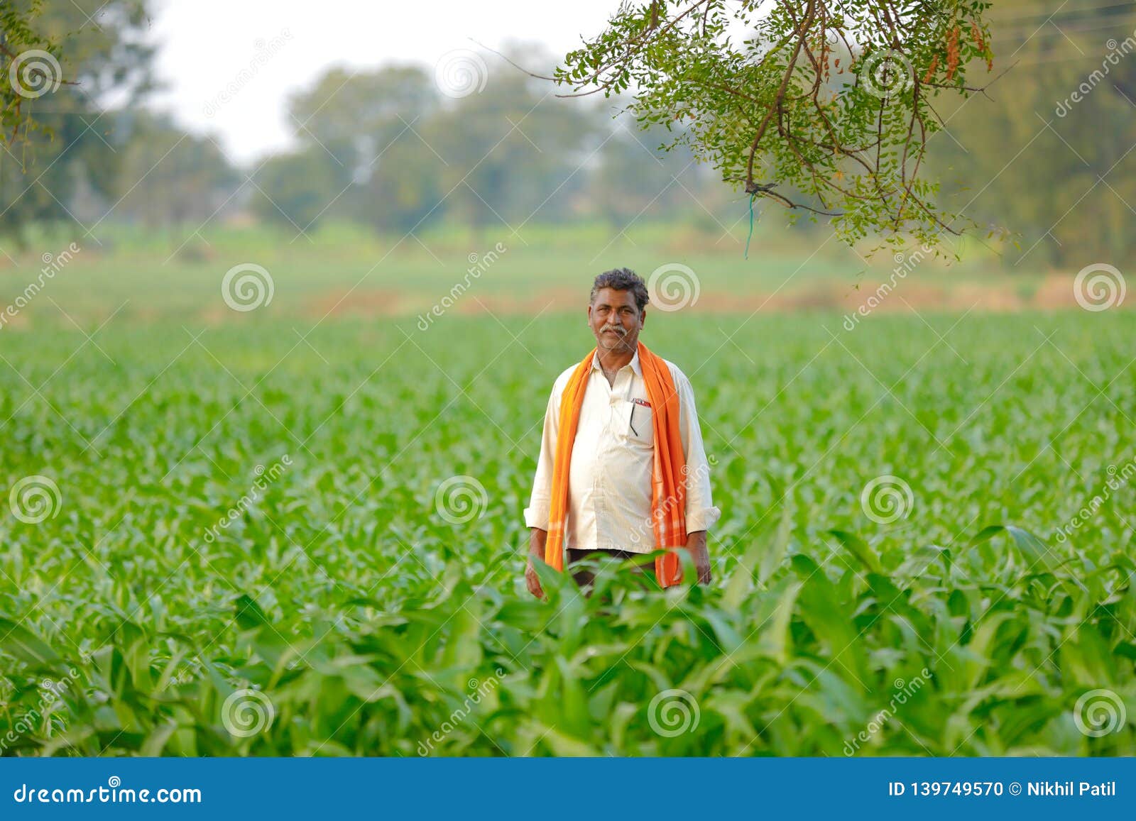 Indian Farmer at Green Corn Field Stock Photo - Image of harvest ...