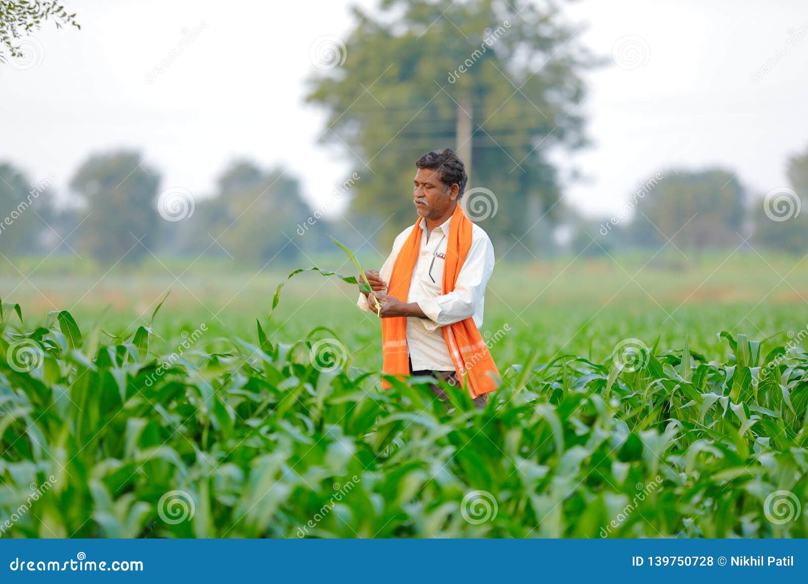 Indian Farmer at Green Corn Field Stock Photo - Image of land, country ...