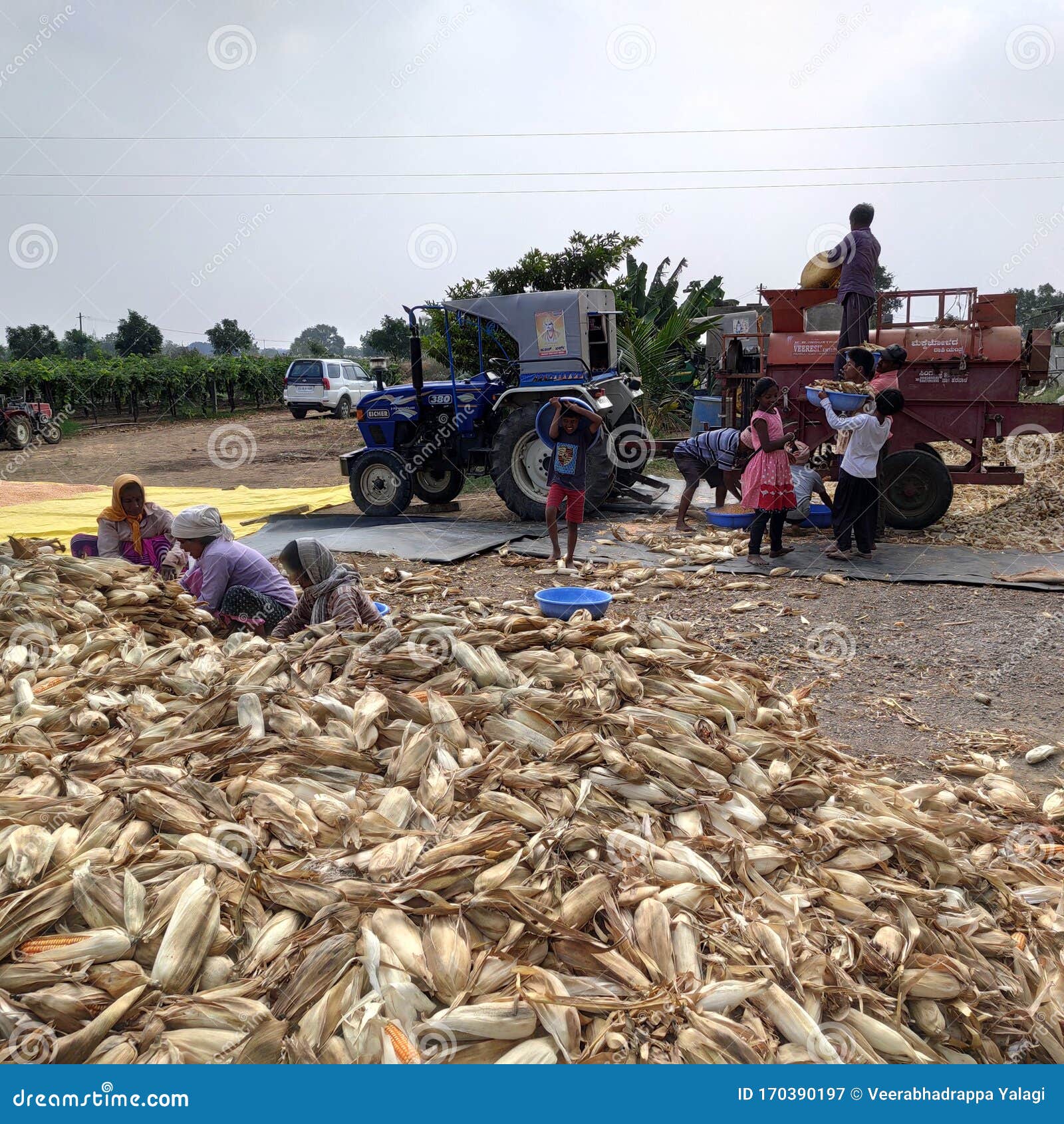 Indian Farmer Harvesting Maize Editorial Photography - Image of farmer ...