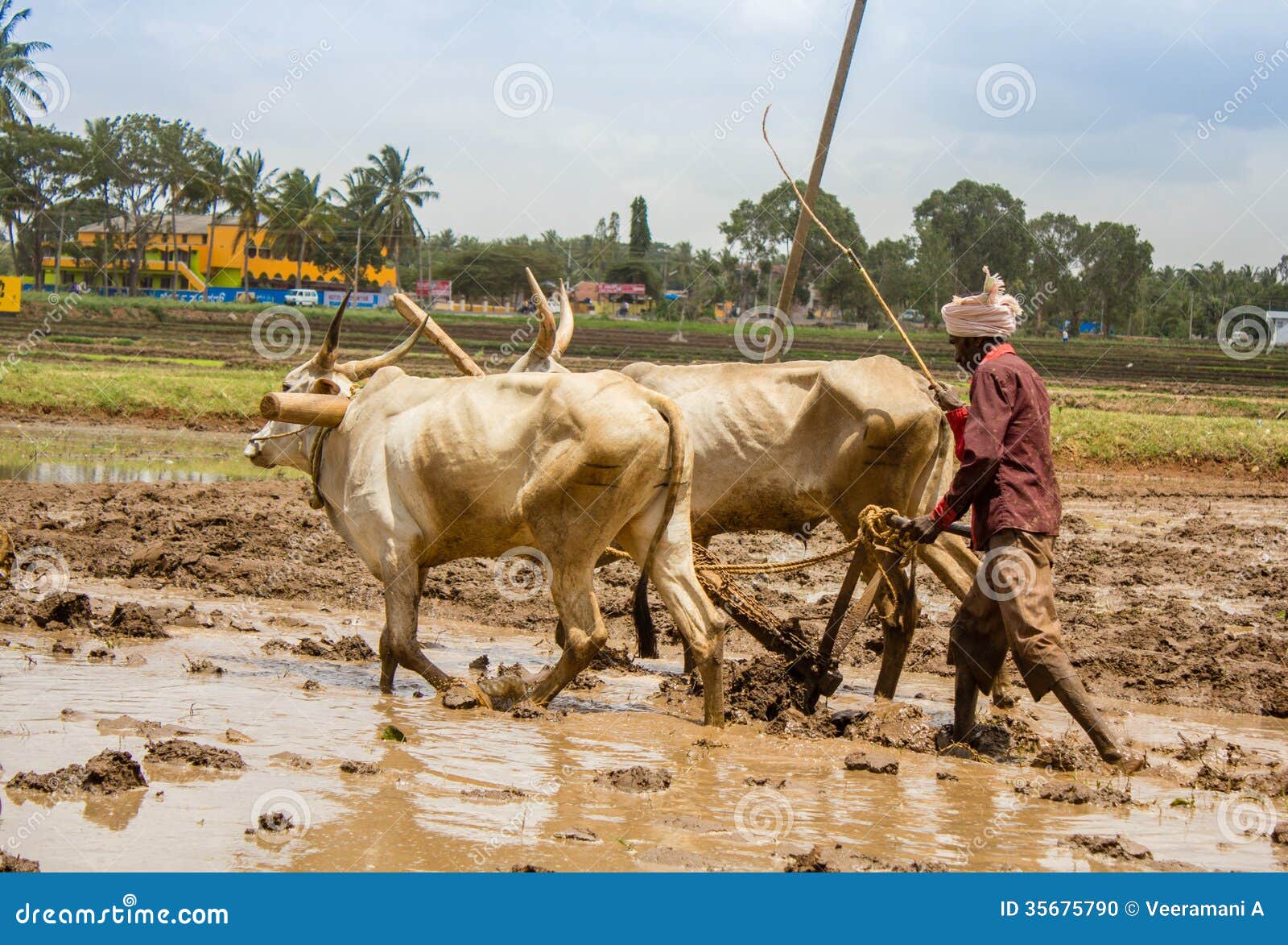 Indian Farmer editorial image. Image of former, farmer - 35675790