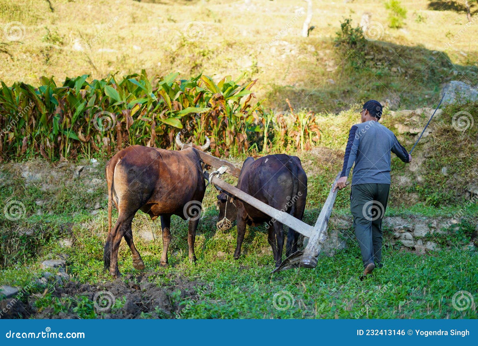 Indian Farmer Ploughing Rice Fields with a Pair of Oxes Using ...
