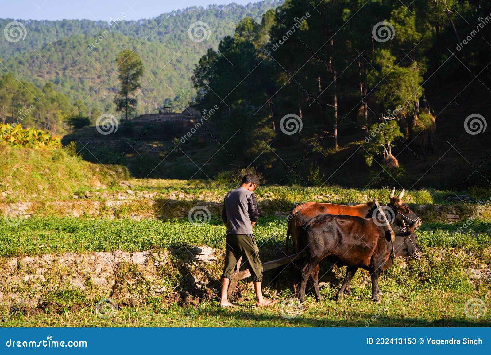 Indian Farmer Ploughing Rice Fields with a Pair of Oxes Using ...