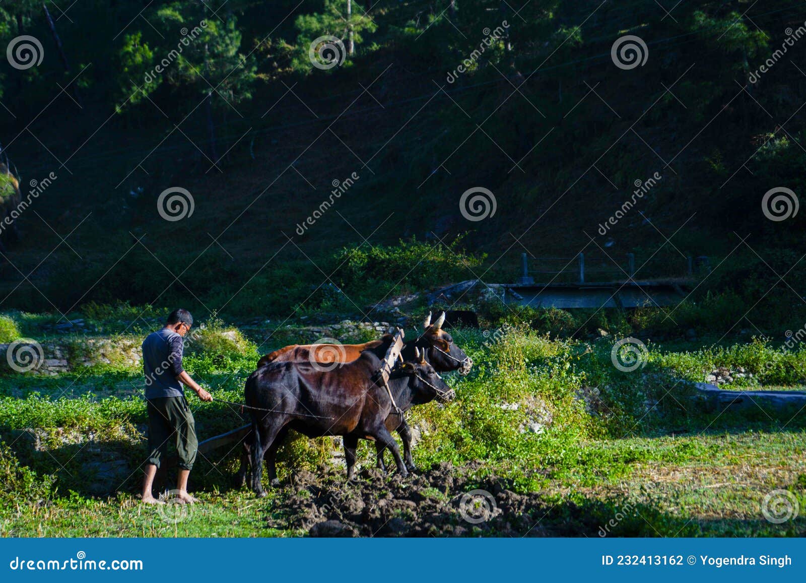 Indian Farmer Ploughing Rice Fields with a Pair of Oxes Using ...