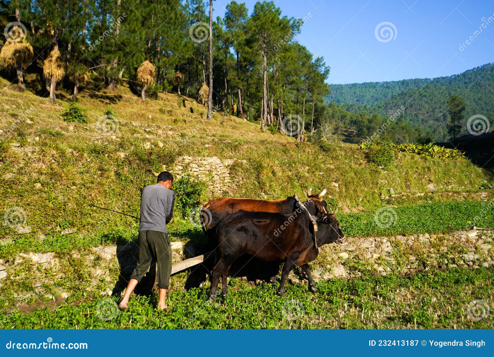 Indian Farmer Ploughing Rice Fields with a Pair of Oxes Using ...
