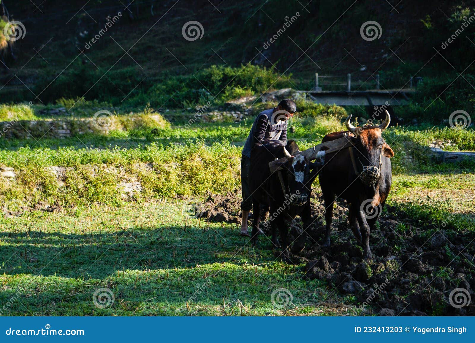 Indian Farmer Ploughing Rice Fields with a Pair of Oxes Using ...