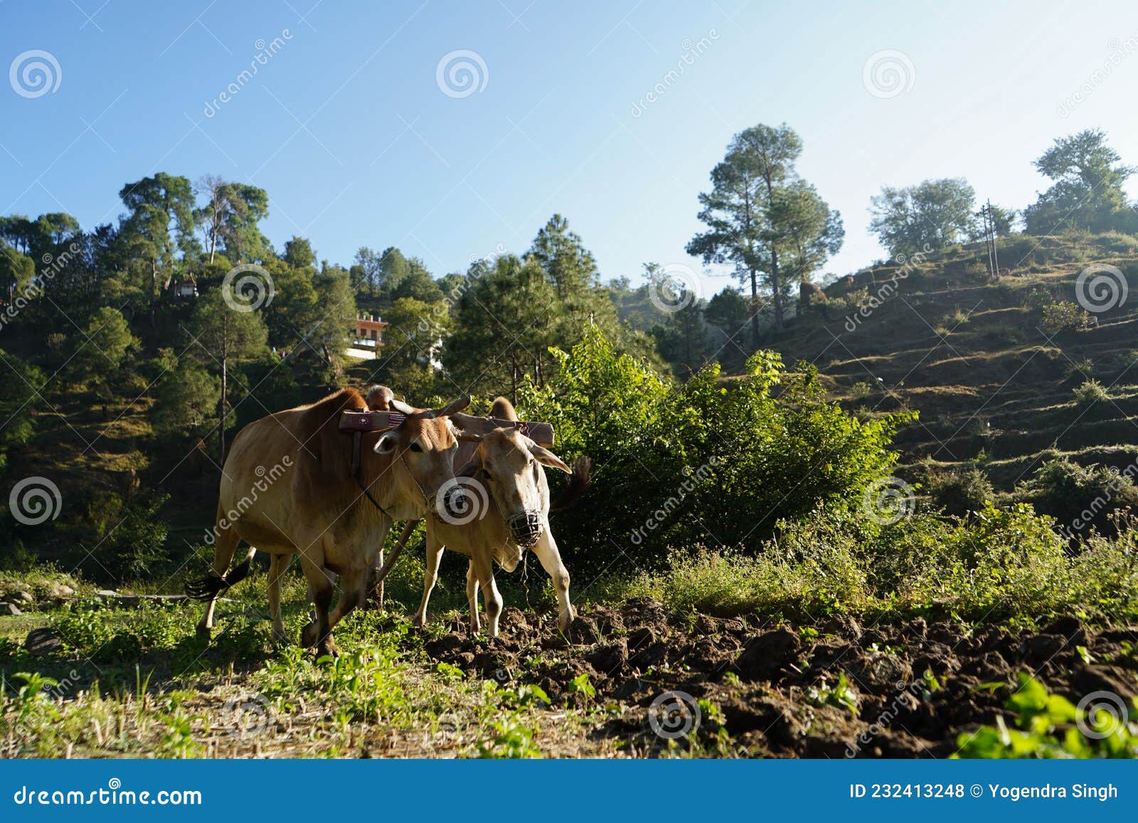 Indian Farmer Ploughing Rice Fields with a Pair of Oxes Using ...