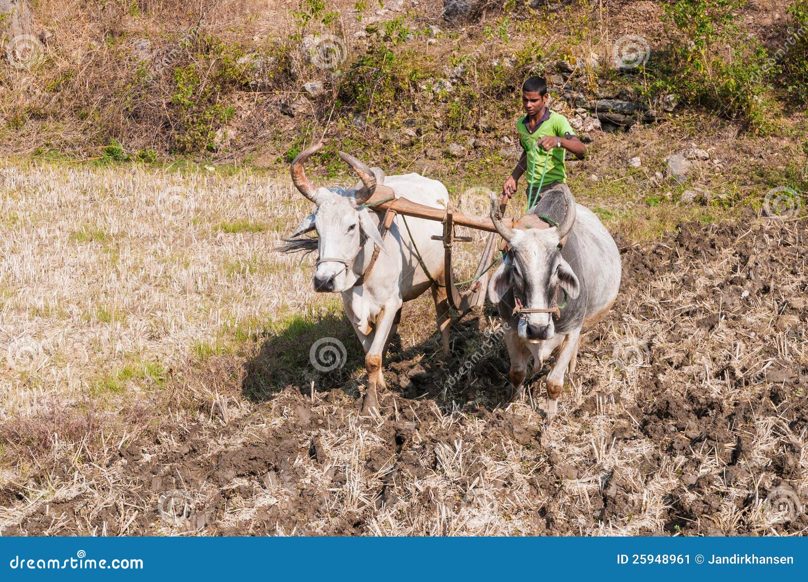 An Indian Farmer Plowing a Field with Two Oxen Editorial Photo - Image ...