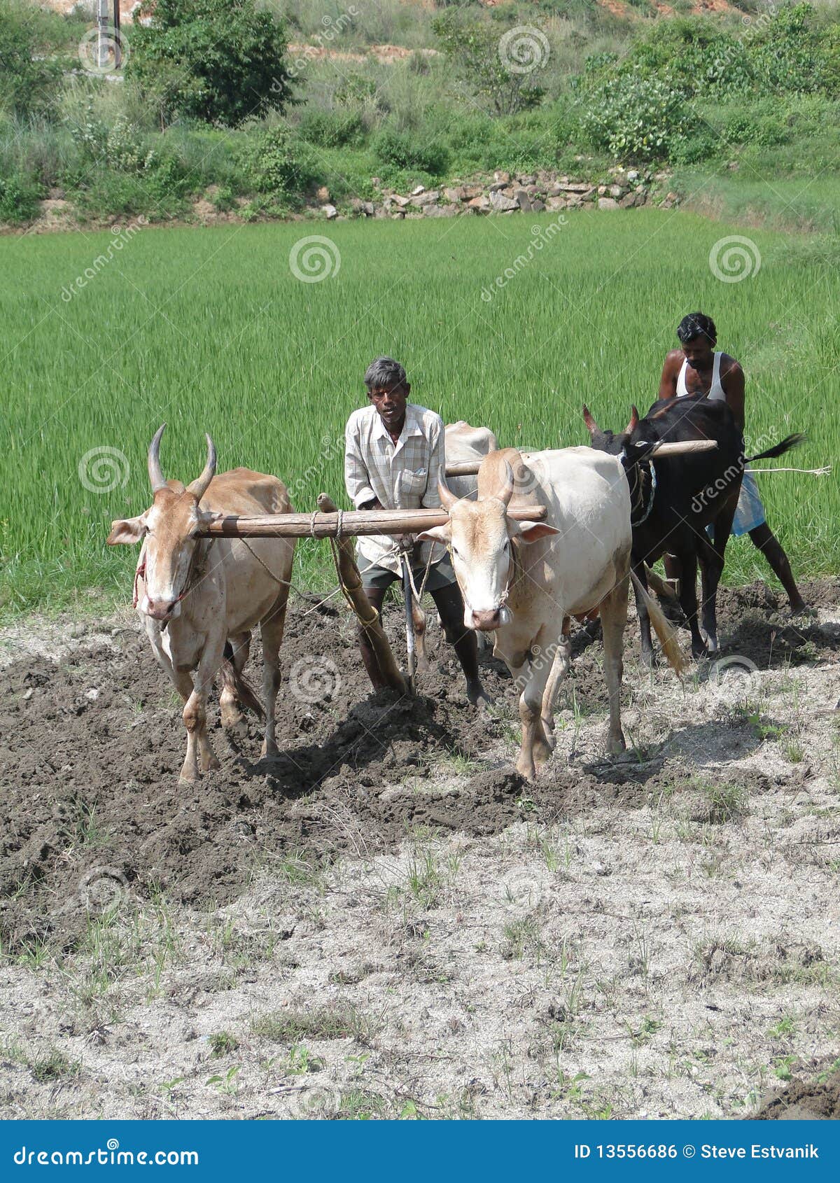 Indian Farmer Plows with Bullocks Editorial Photo - Image of plow ...