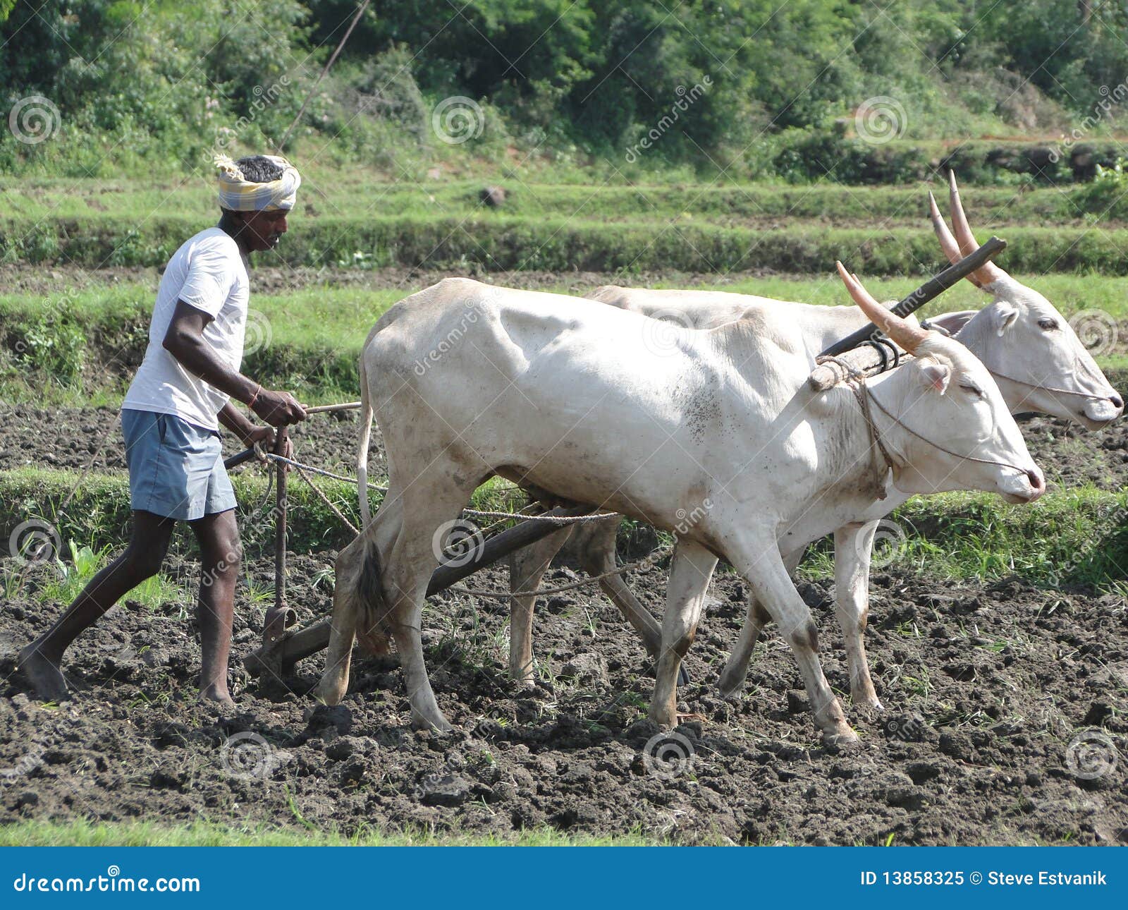 Indian Farmer Plows with Bullocks Editorial Image - Image of farmer ...