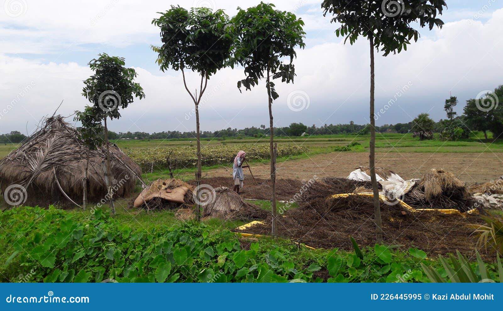 Indian Farmer Processing Mustard Oil on the Field. Stock Image - Image ...