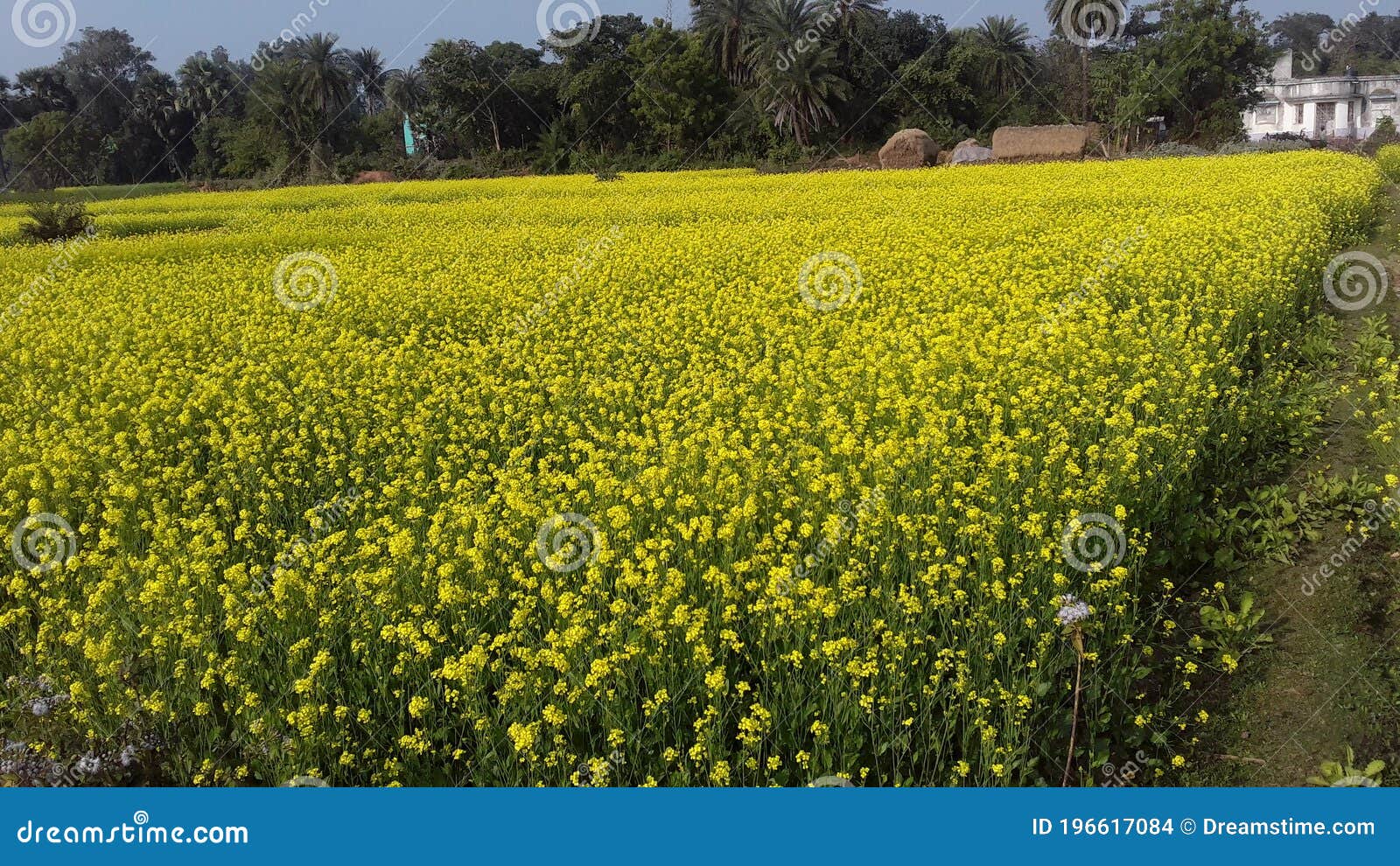 It is an Indian Farmer`s Land . Stock Photo - Image of farmer, national ...