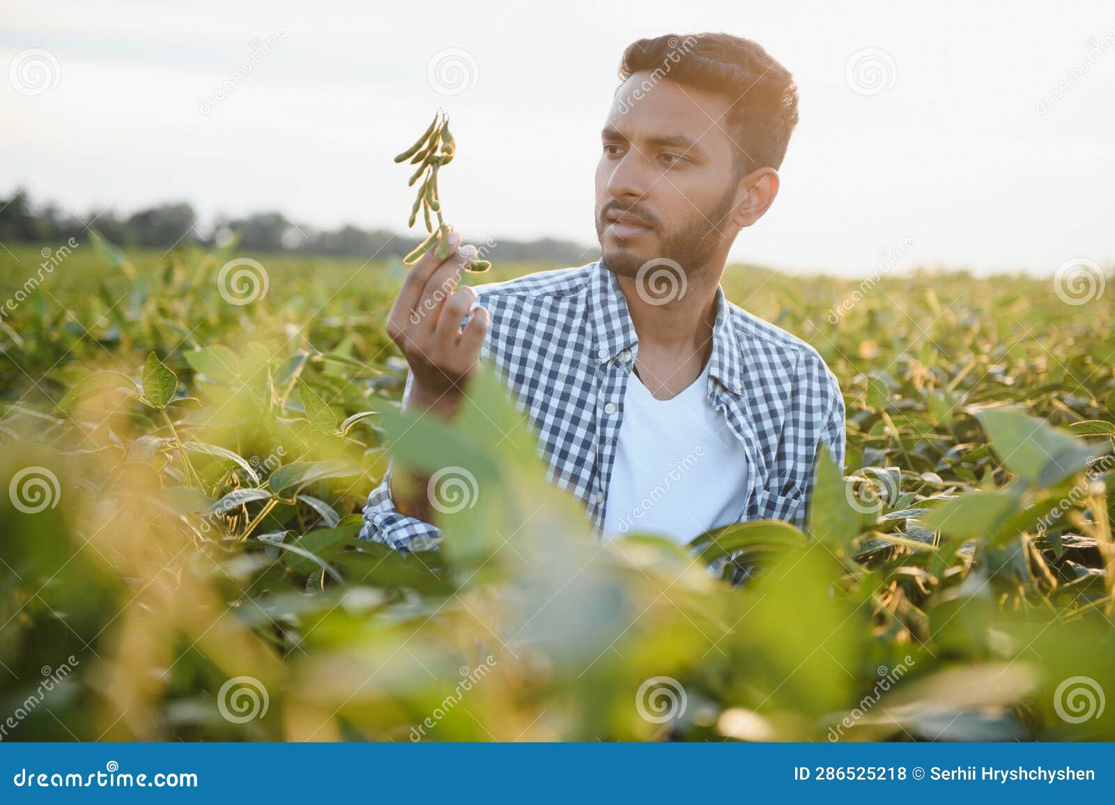 An Indian Farmer in a Soybean Field. Stock Photo - Image of equipment ...