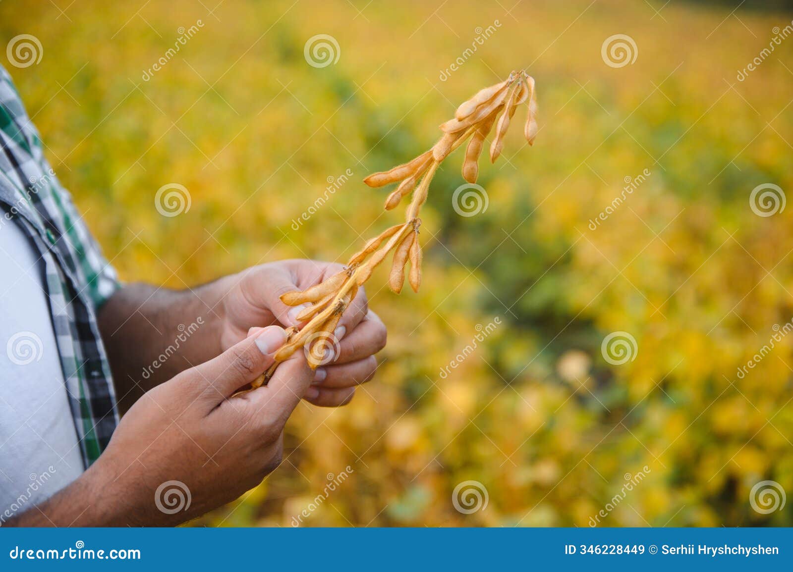An Indian Farmer in a Soybean Field Stock Image - Image of bean ...