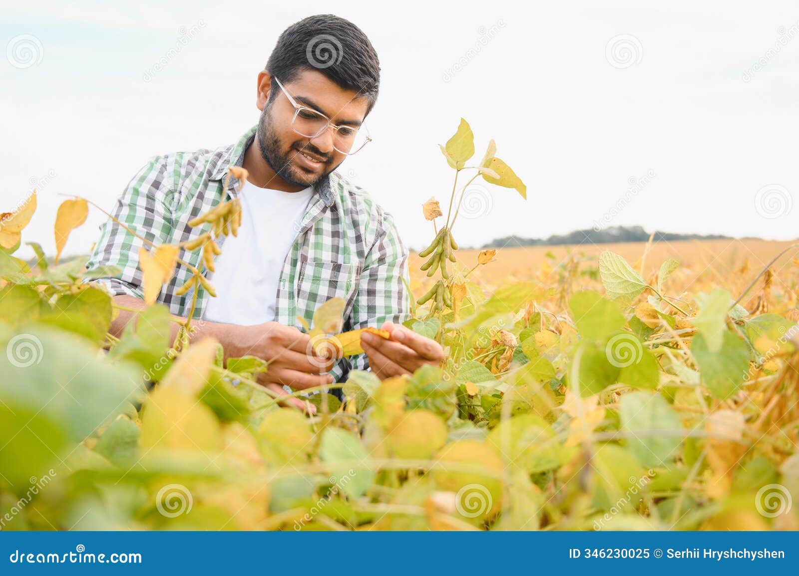 An Indian Farmer in a Soybean Field Stock Image - Image of protective ...
