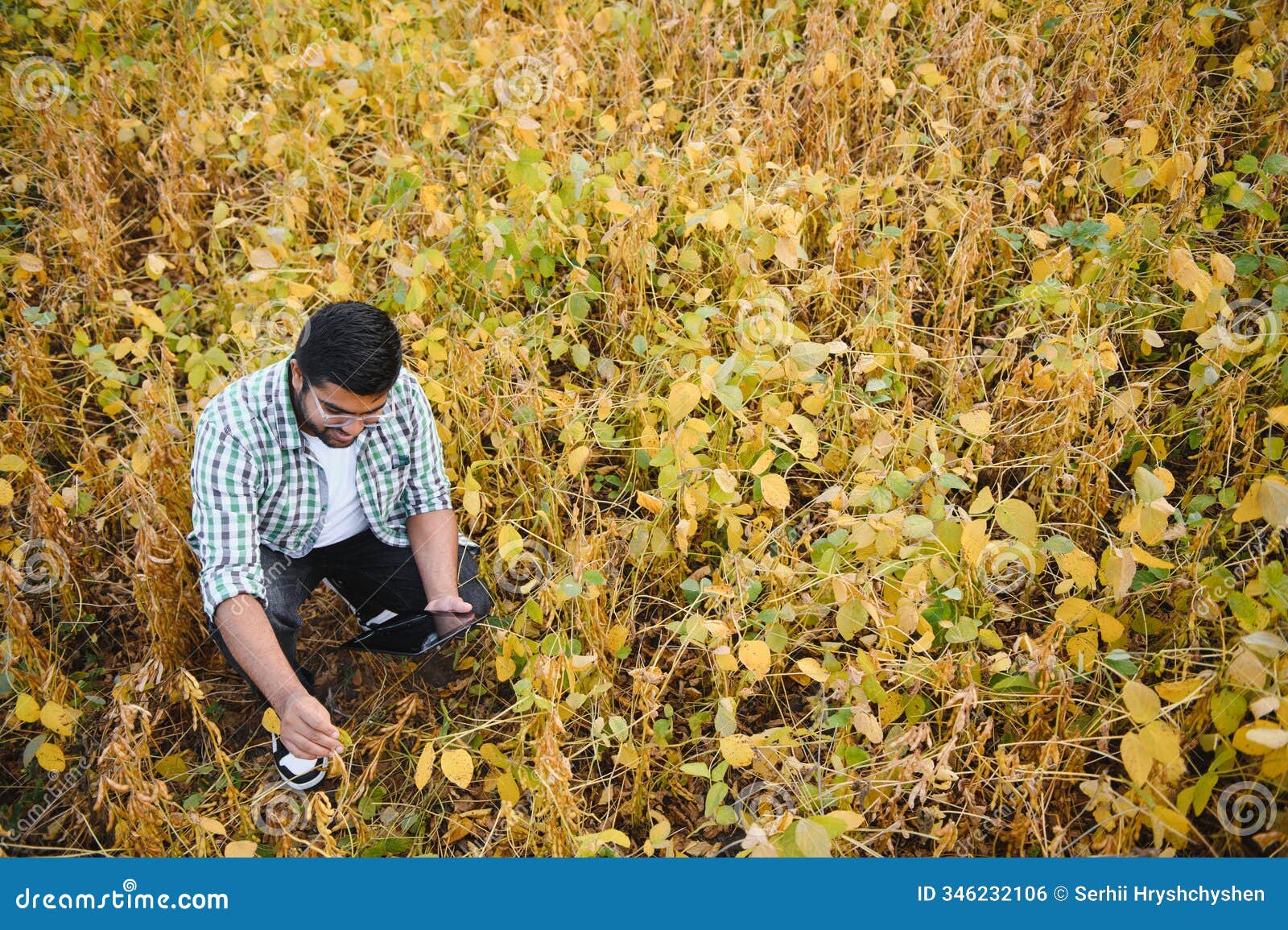 An Indian Farmer in a Soybean Field Stock Photo - Image of food, nature ...