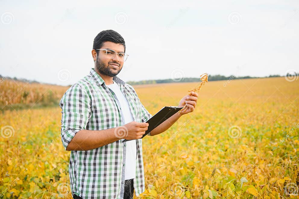 An Indian Farmer in a Soybean Field Stock Photo - Image of farming ...