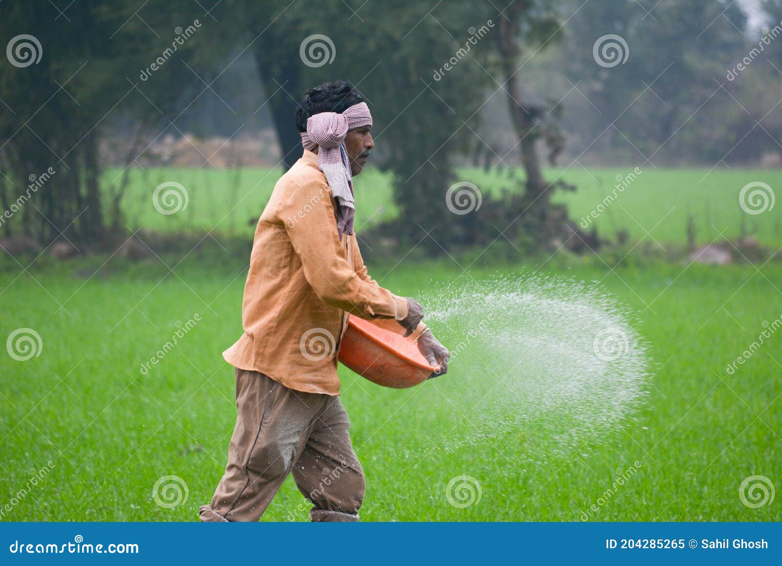 Indian Farmer Spreading Fertilizer in the Wheat Field. Editorial Image ...