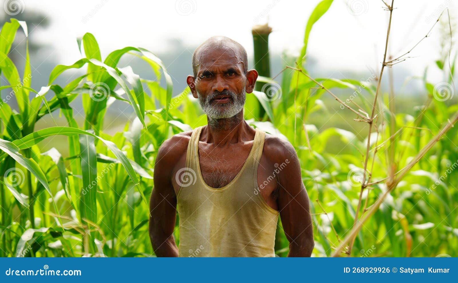 Indian Farmer Standing in Agricultural Field Editorial Photo - Image of ...