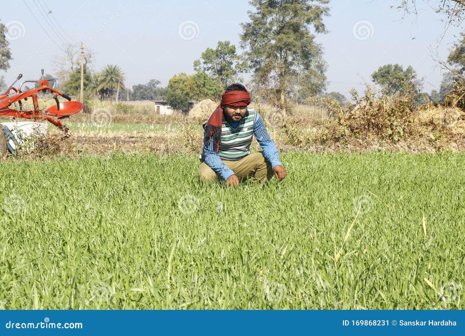 Indian Farmer in Wheat Field. Editorial Photo - Image of outdoor, green ...