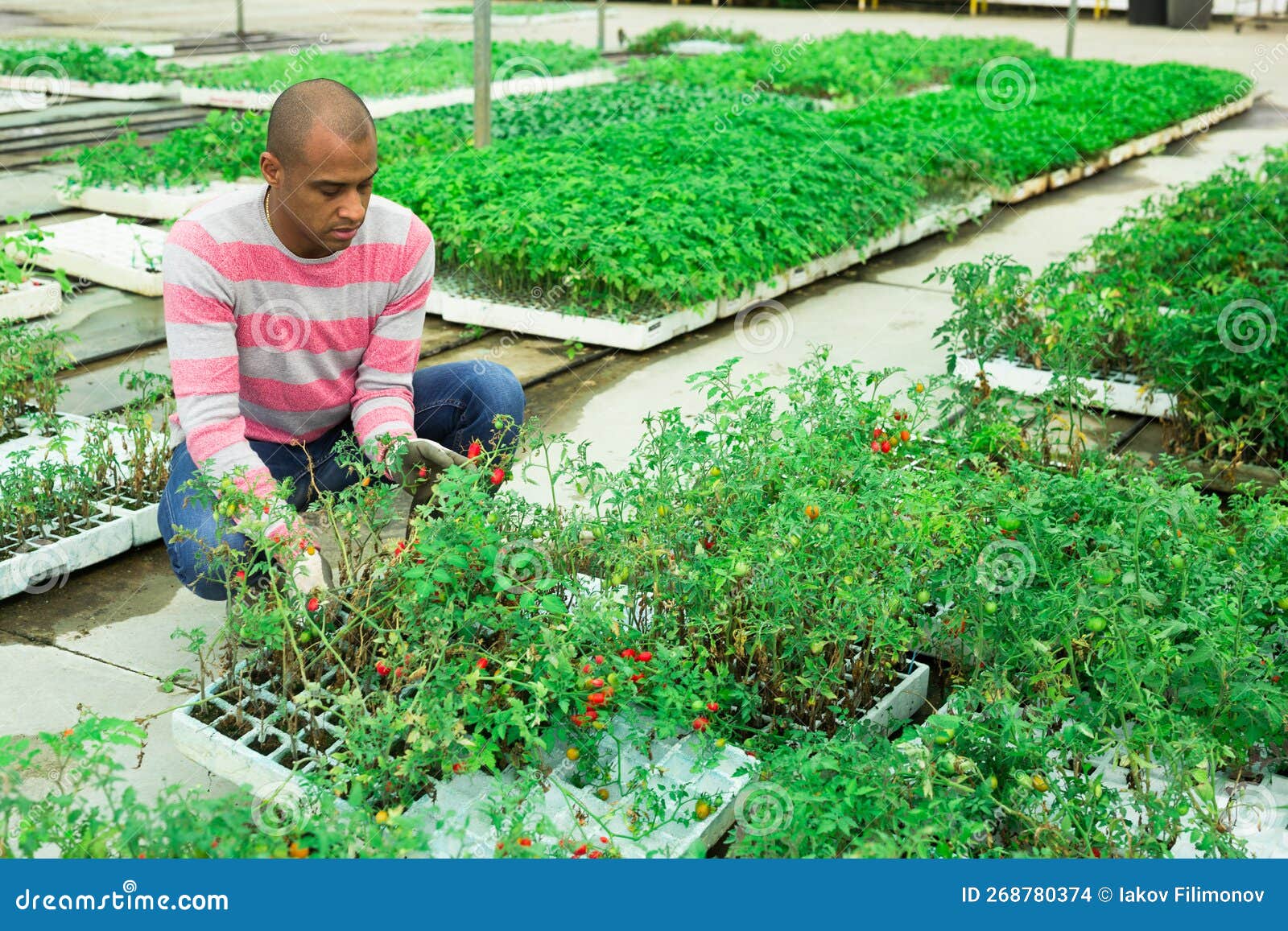 Indian Farmer at Work in Greenhouse Checking Tomato Sprouts Stock Photo ...