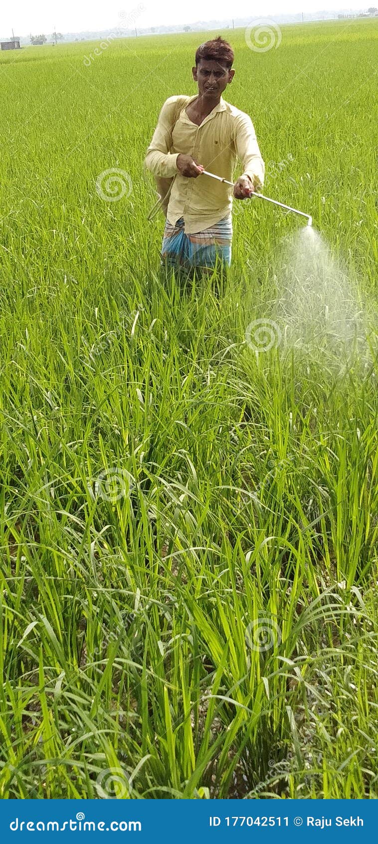 Indian Farmers Spray Poison in Paddy Fields Editorial Photo - Image of ...