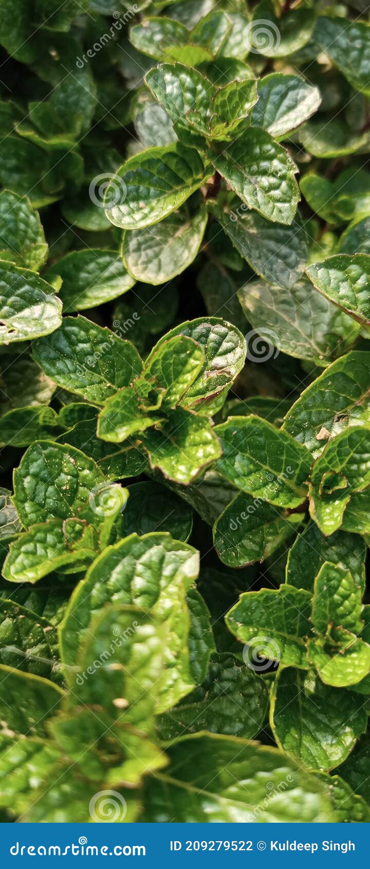Indian Farming Mint Plant stock photo. Image of farming - 209279522