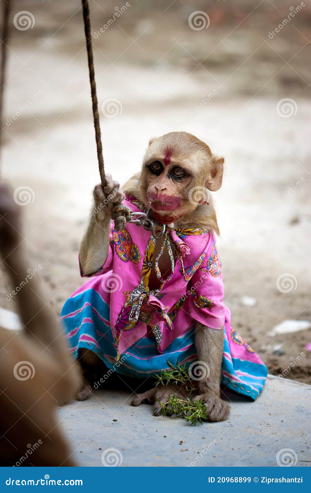 Indian Female Monkey in Pink Costume Stock Image - Image of surprise ...