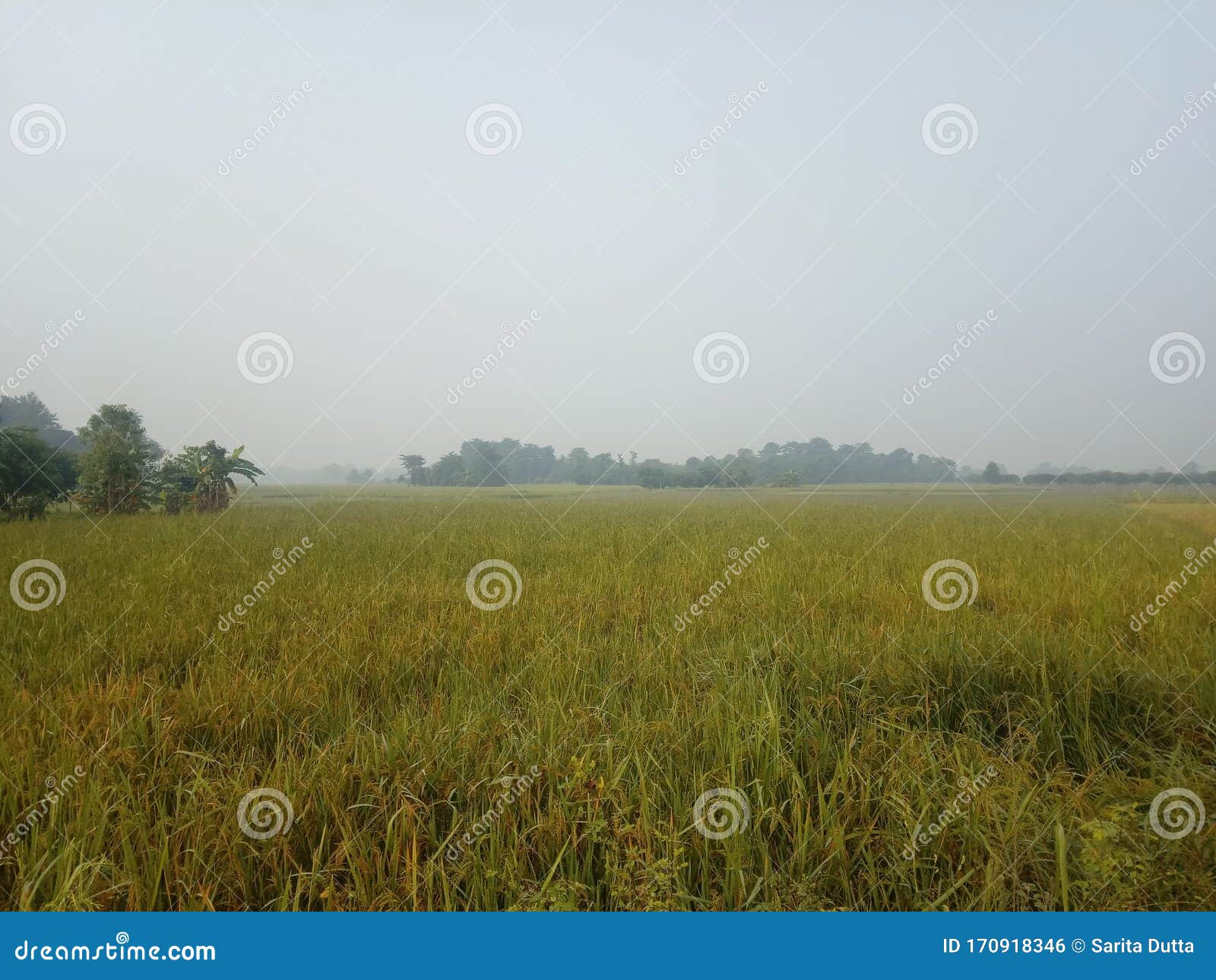 Indian Field, Fertile Land of Bihar Stock Photo - Image of bihar ...