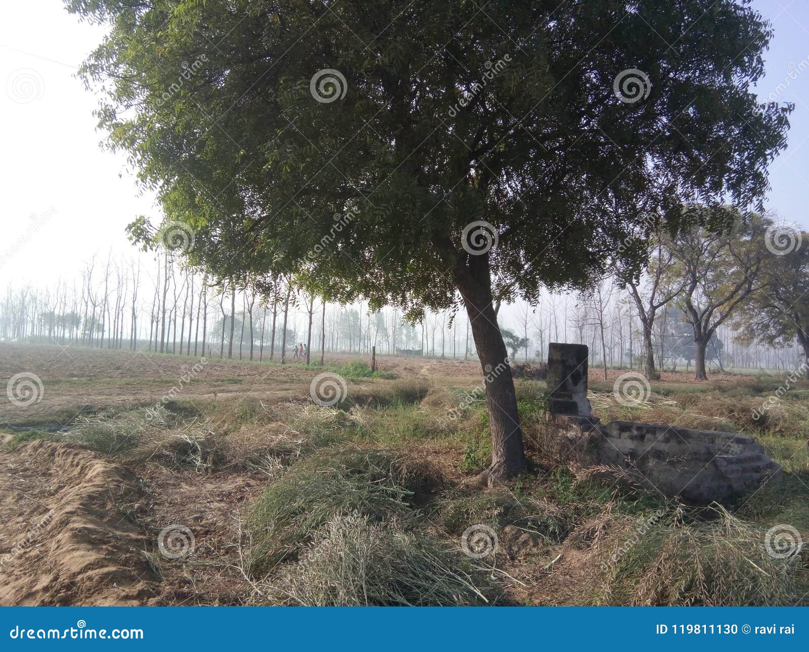Indian field stock photo. Image of neem, tree, field - 119811130