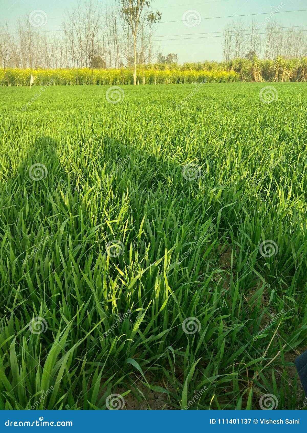 Indian fields stock image. Image of indian, beautiful - 111401137