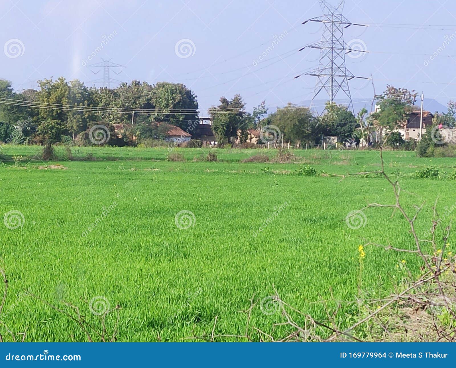 Indian Fields and meadows stock photo. Image of crop - 169779964