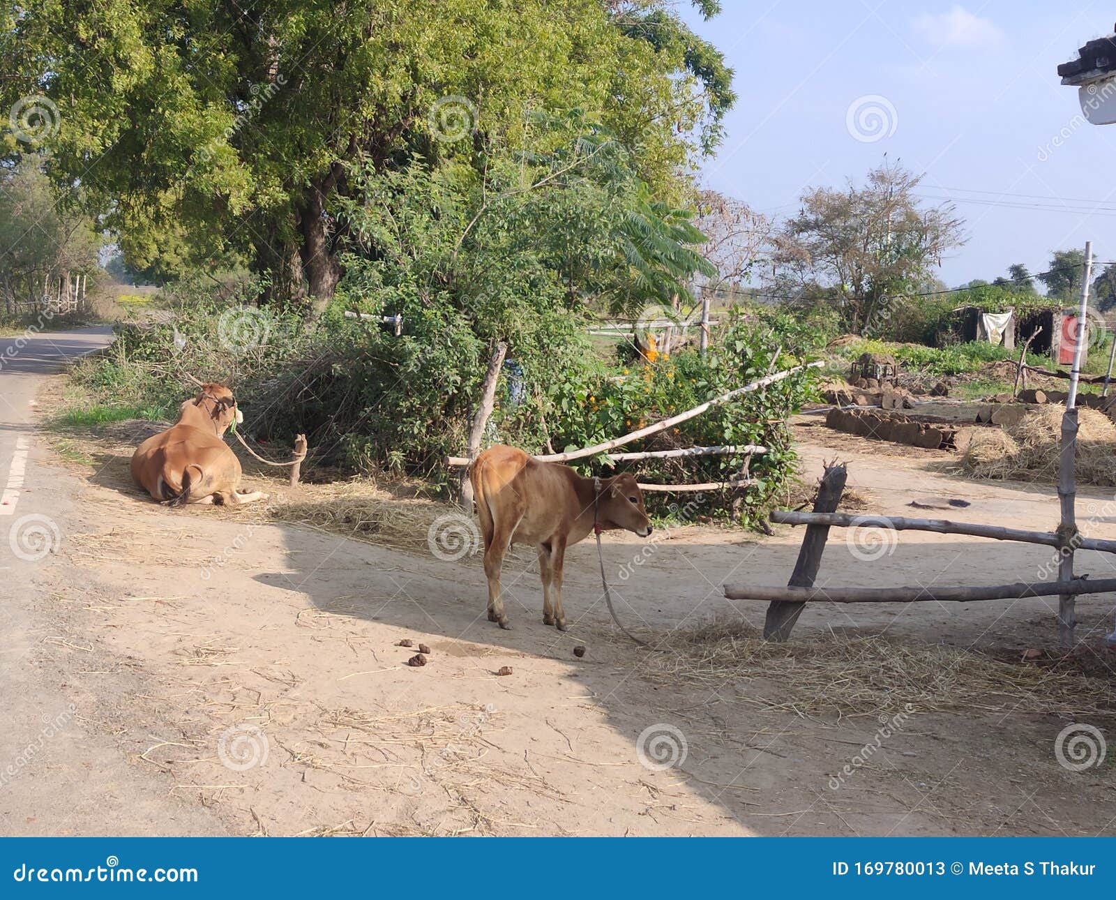 Indian Fields and Meadows Rural India Stock Image - Image of india ...