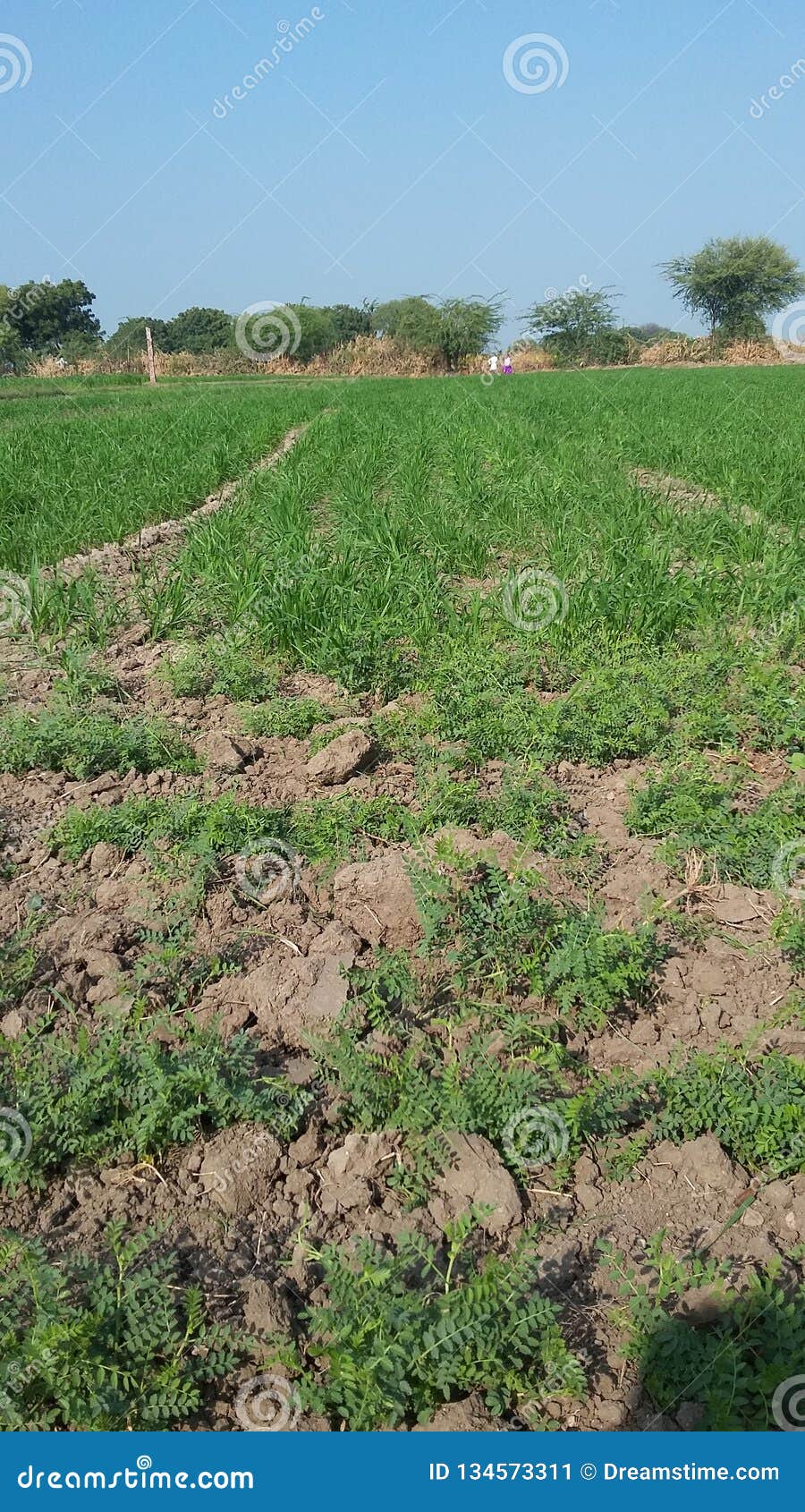Indian fields stock image. Image of indian, thanks, fields - 134573311