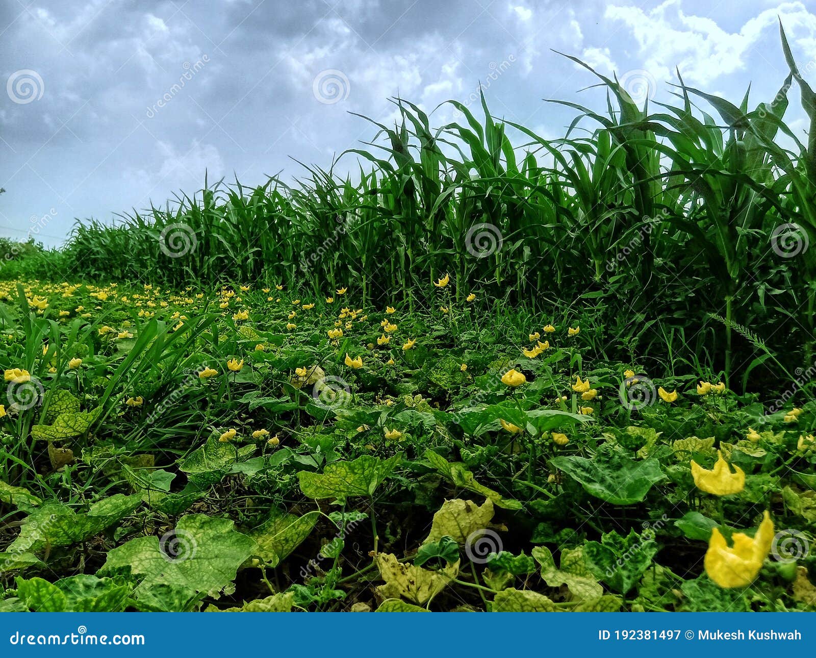 Indian Fields of Vegetable and Maze Plants Stock Image - Image of india ...