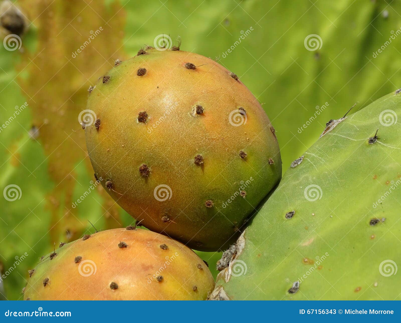 Indian fig stock image. Image of nutrition, fruit, indian - 67156343