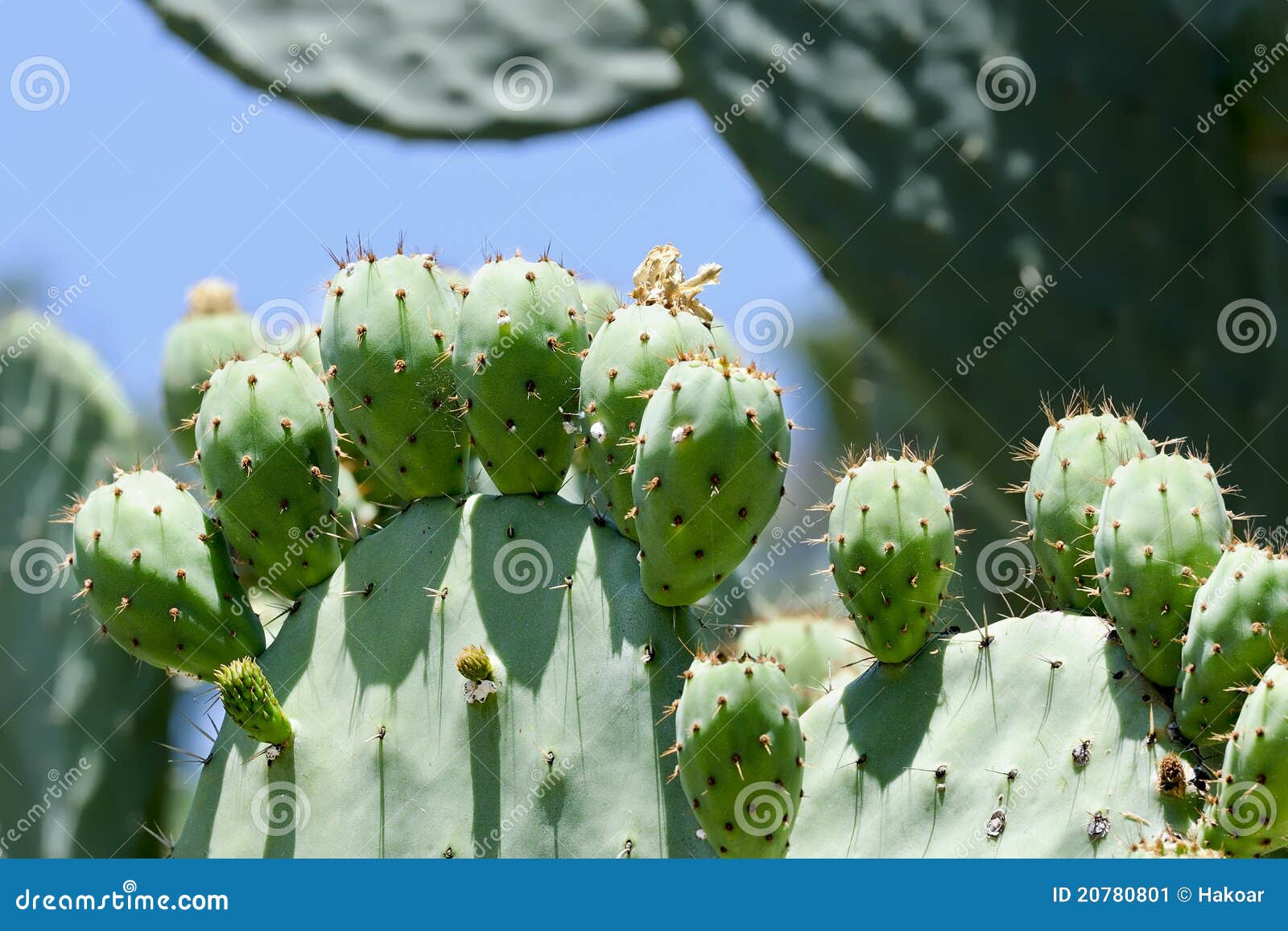 Indian Fig, Opuntia Ficus-indica Stock Image - Image of cactaceae ...