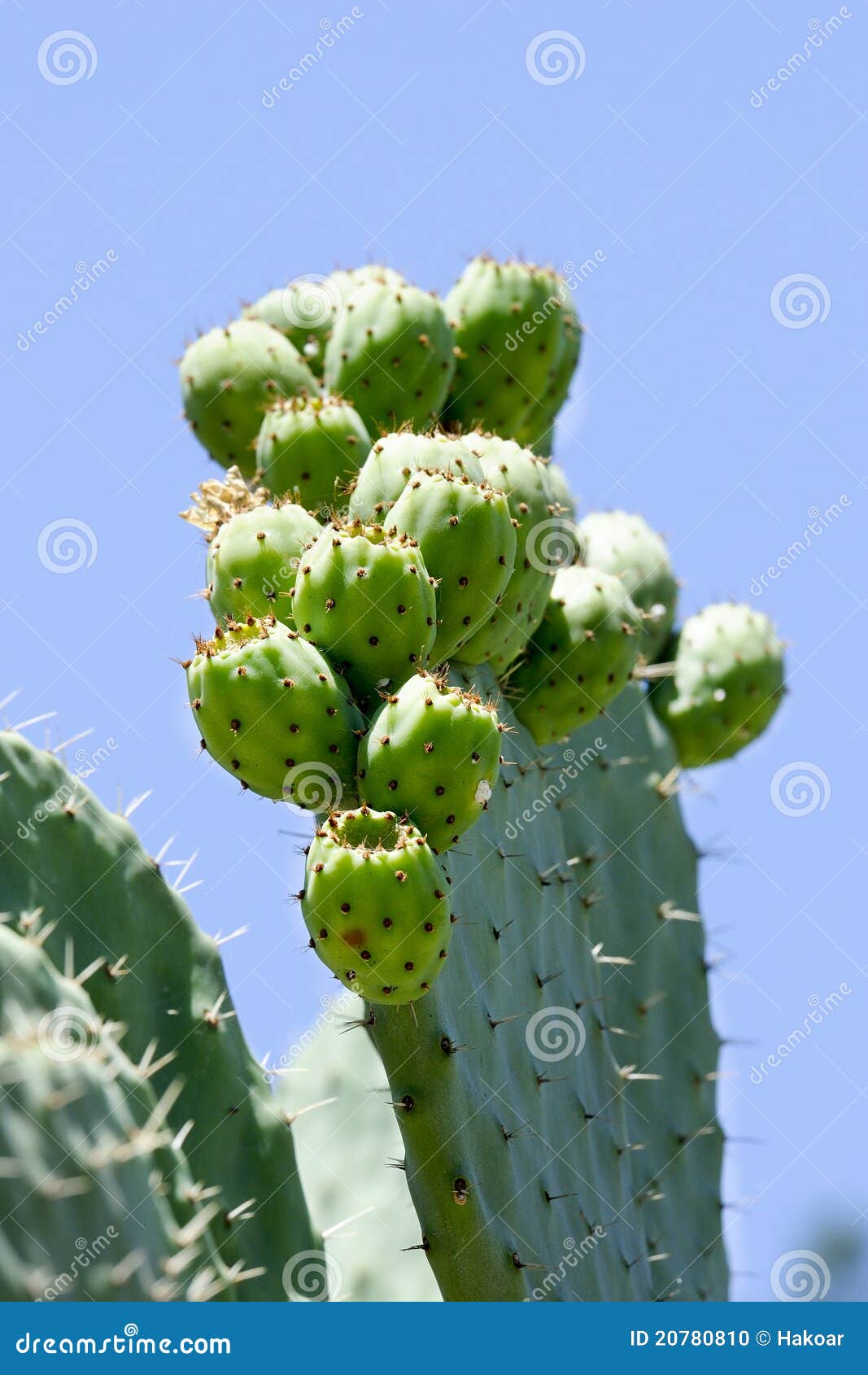 Indian Fig, Opuntia Ficus-indica Royalty-Free Stock Photography ...