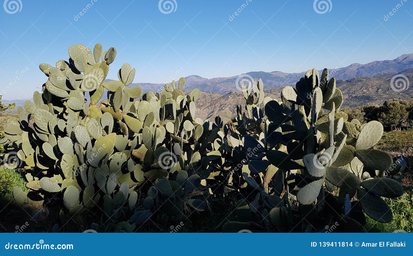 The Indian Fig Tree in Morocco Stock Photo - Image of morning, village ...