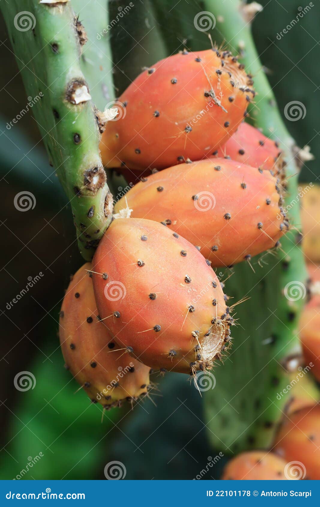 Indian figs stock photo. Image of thorn, summer, tropical - 22101178